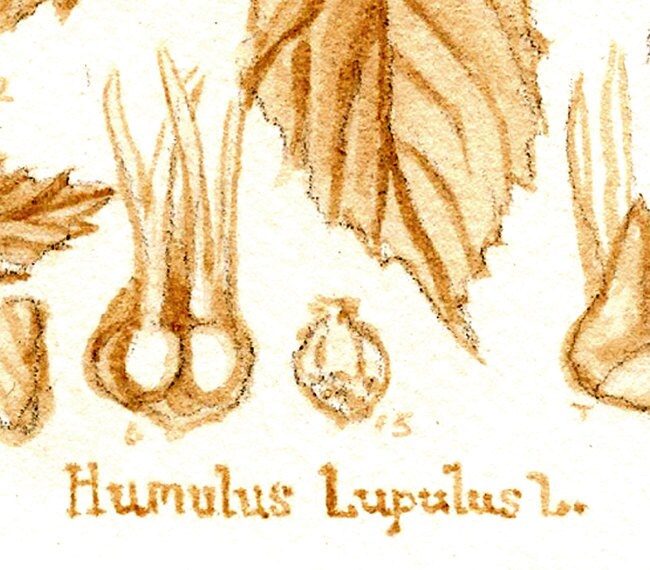 beer art Hops Botanical Drawing painted using beer by BeerPainter