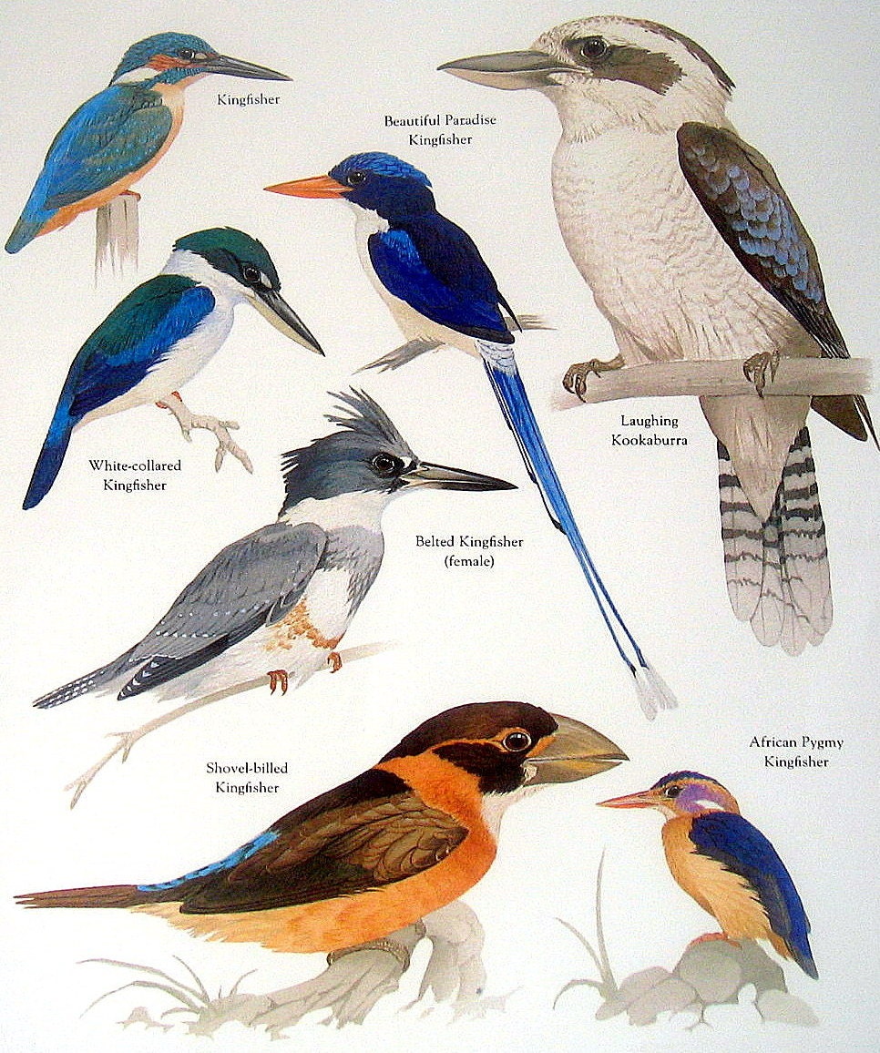 Birds Kingfisher Laughing Kookaburra Paradise Kingfisher