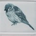 Bird print Drypoint. Hedge Sparrow. Hand printed limited