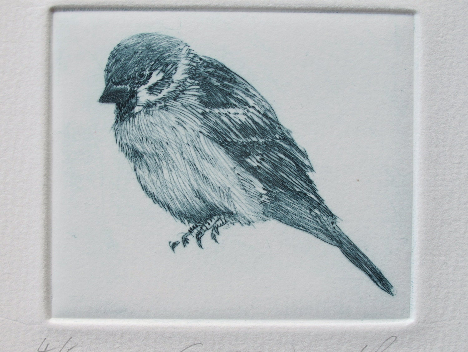Bird print Drypoint. Hedge Sparrow. Hand printed limited
