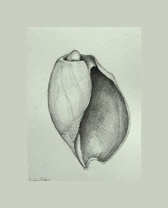 Items similar to Shell - number 3 - Original pencil drawing on acid ...