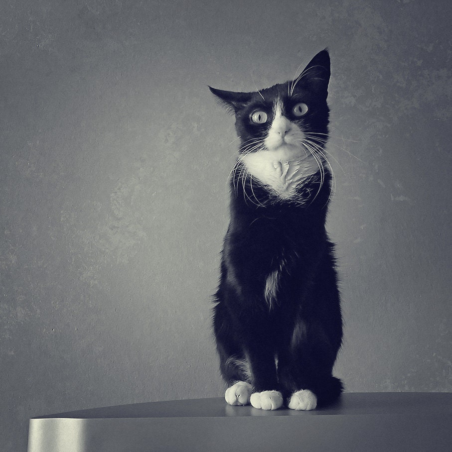 My Cat: Stunned Confused Dazed. Print 12x12in (30x30cm) – Greetings ...