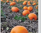 Items similar to Pumpkin Patch. Folded Photo Note Card on Etsy