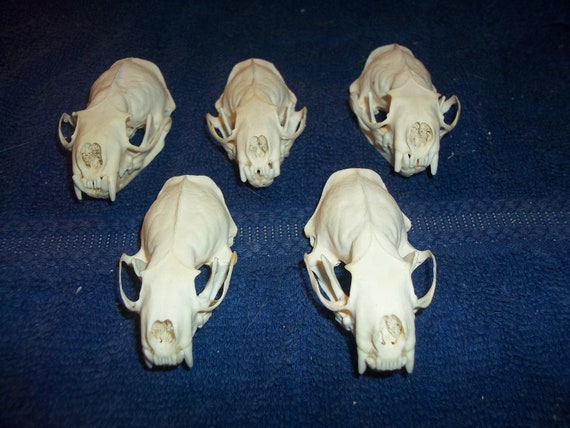 5 Real mink animal bone skull skeleton parts teeth collection
