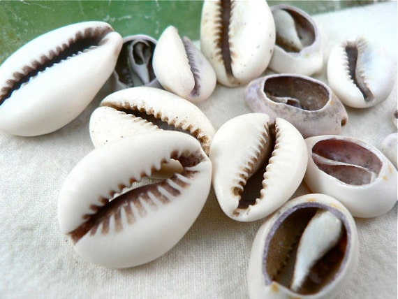 African Cowrie Shells Beads With Out Backs 15-20mm 12 Pieces