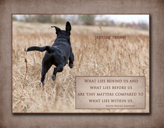 Hunting Dog Quotes. QuotesGram