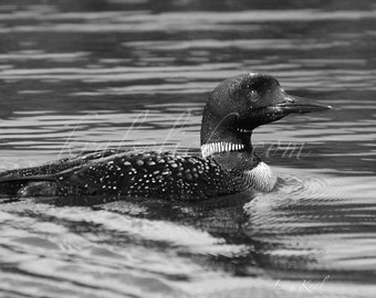 Loon with Baby Loon Photography Close up Detailed Image Large