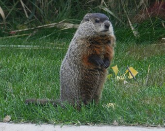 Ground hog | Etsy