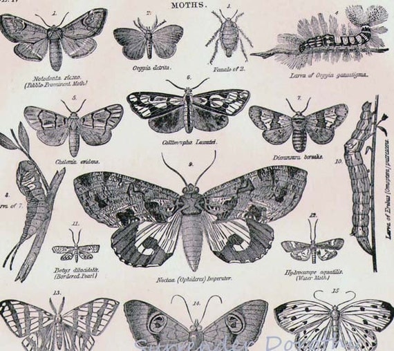 Butterflies & Moths XXXI 1892 Victorian Entomology Antique