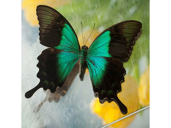 Butterfly Photograph Turquoise Butterfly Still Life by JudyStalus
