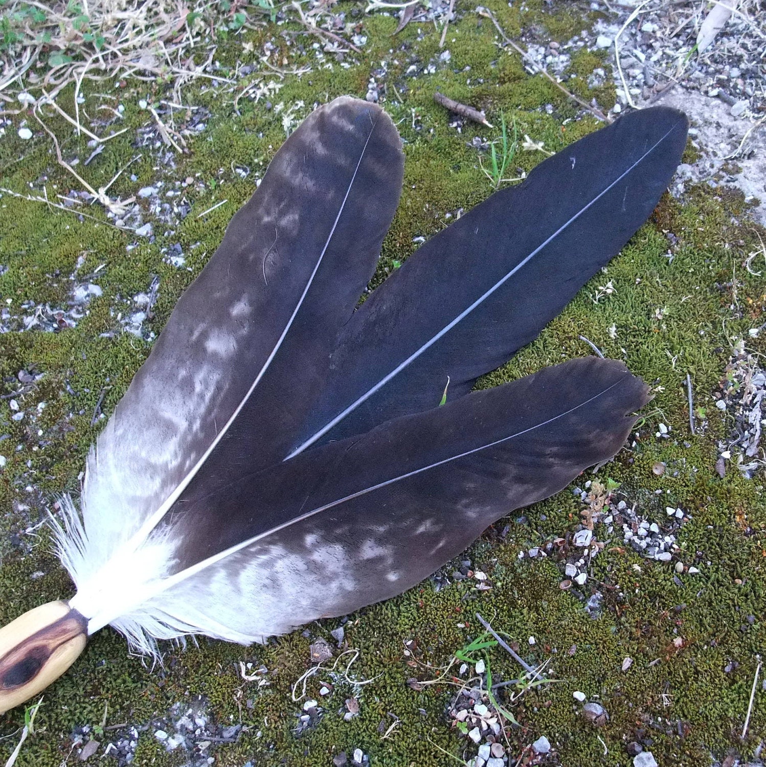 Smudging fan Wedged tailed Eagle feather fan naturally