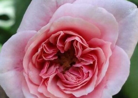 Rose Cecile Brunner Climbing Rose Plant Starter Plant