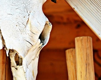 Bull skeleton | Etsy