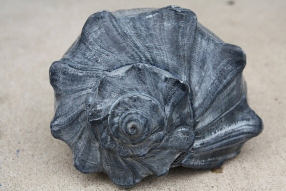 Blue Gray Whelk Conch Sea Shell Atlantic Ocean Authentic Beach