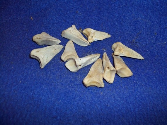 This big tooth I found on the ground in NC. : r/whatisthisthing