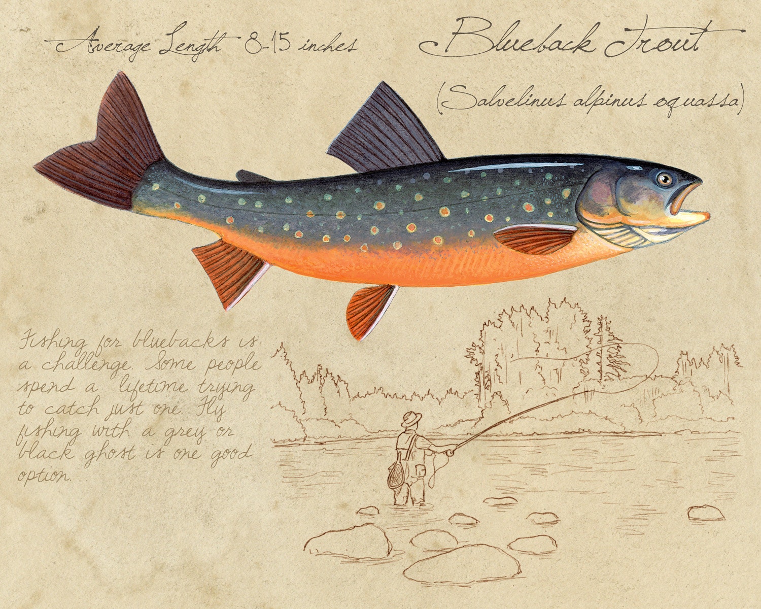 Blueback Trout