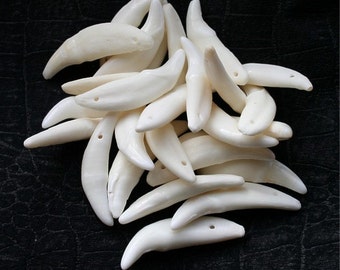 Real Animal Teeth Assorted Species 25 Pieces Stock No.