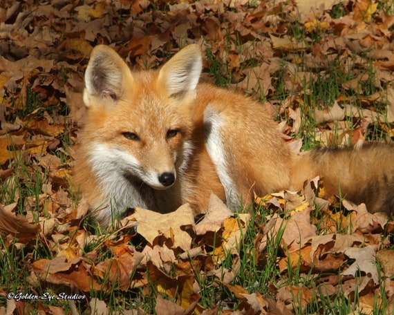 Items similar to Northern Minnesota Red Fox 8x10" - Wildlife ...