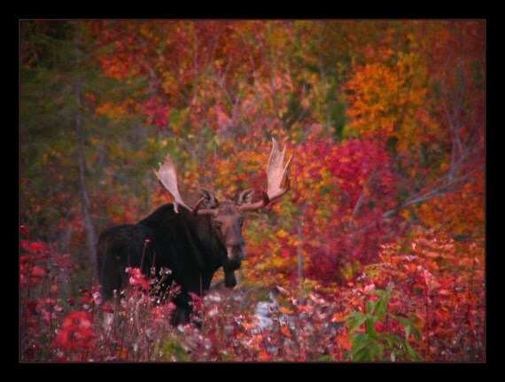 Items similar to Moose in the Maine Woods - Bull Moose, Fall Colors ...