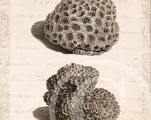 Popular items for sea sponges on Etsy