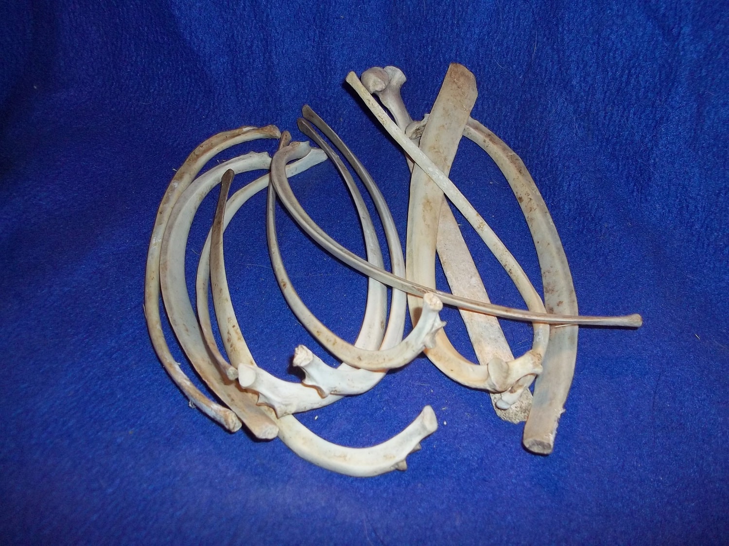 5 real animal deer rib bones skeleton parts knife handle cage