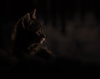 White cat in dark shadows photography. Spooky gothic photo art