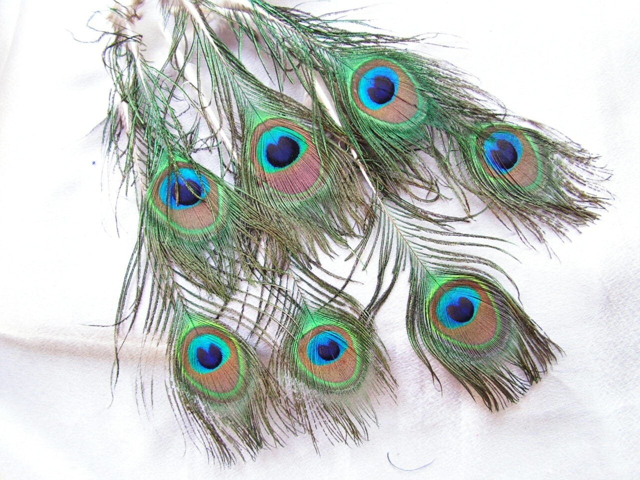 Lovely Loose Small Peacock Feathers Bulk By Featherandearth