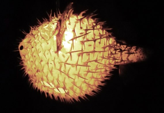 BIG 14 Hanging Puffer Fish Light Real Blowfish Lamp
