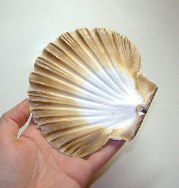 115 mm Giant GREAT SCALLOP Sea shell for your collection or