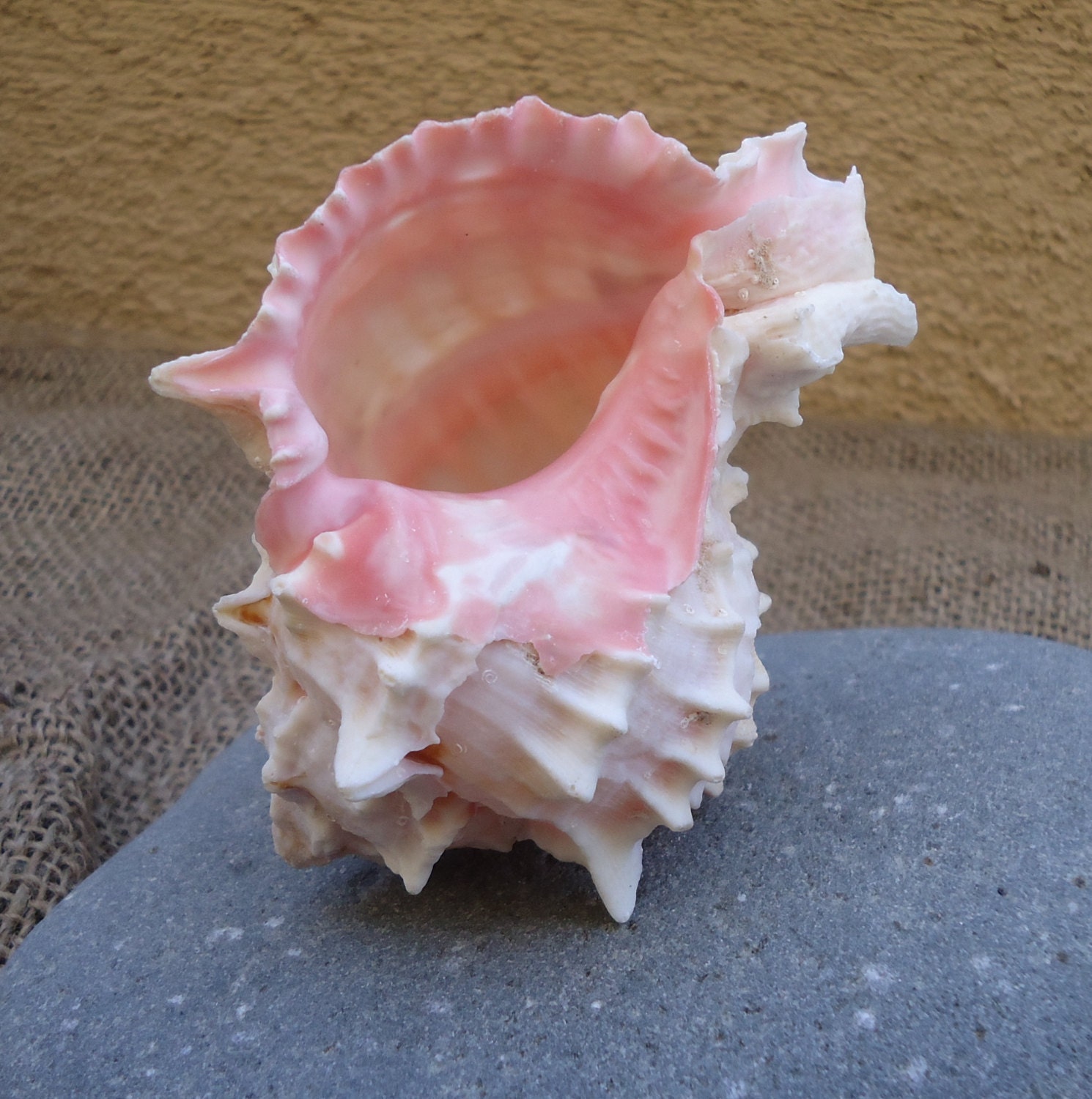 Large Pink Murex Shell Great for Mounting Tillandsia