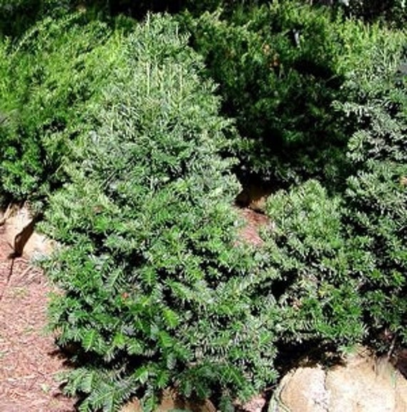 Unavailable Listing on Etsy