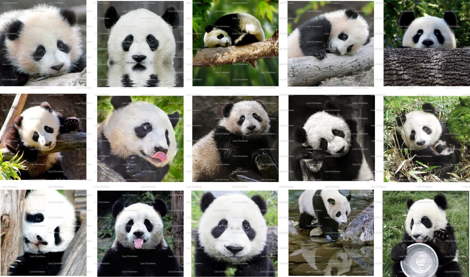 Panda Bears Digital Collage Instant Download 1 inch 1.5