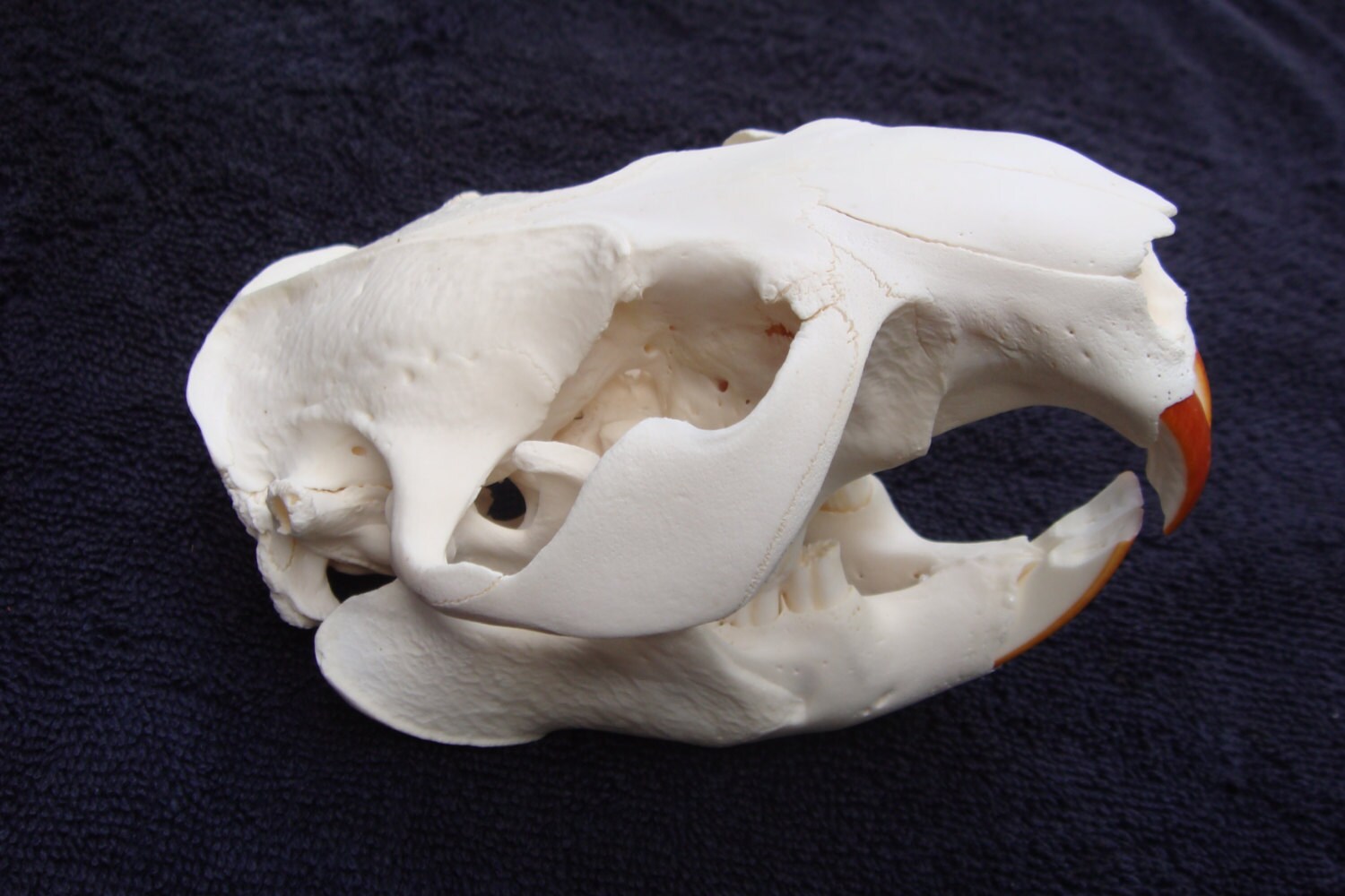 One No.1 quality Large Beaver Skull boneparts