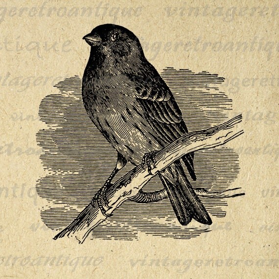 Purple Finch Bird Graphic Image Printable by VintageRetroAntique