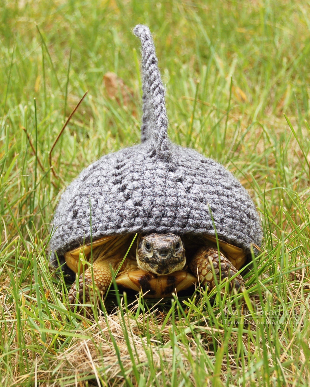 PATTERN for shark fin cozy for tortoises