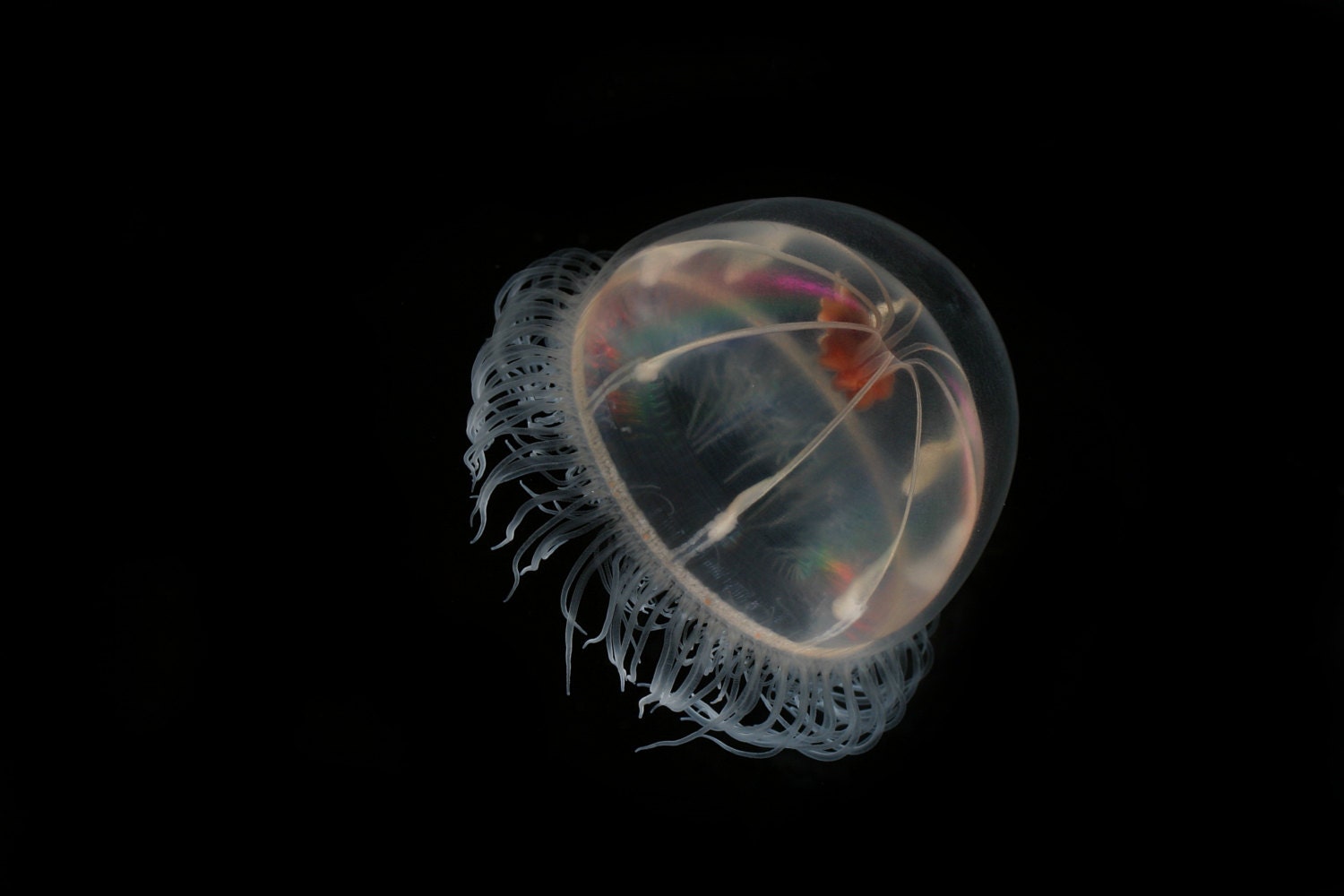 The deepsea jellyfish Benthocodon from the Arctic by deepseaimages