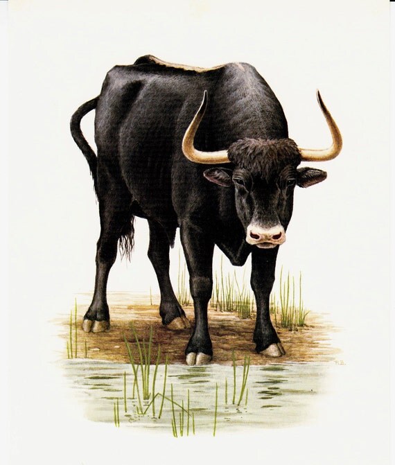 Ursus Etruscus