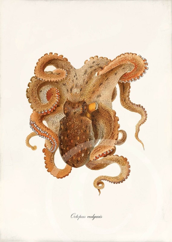 Antique Octopus Art Print 5 x 7 Octopus by 1001treasures on Etsy