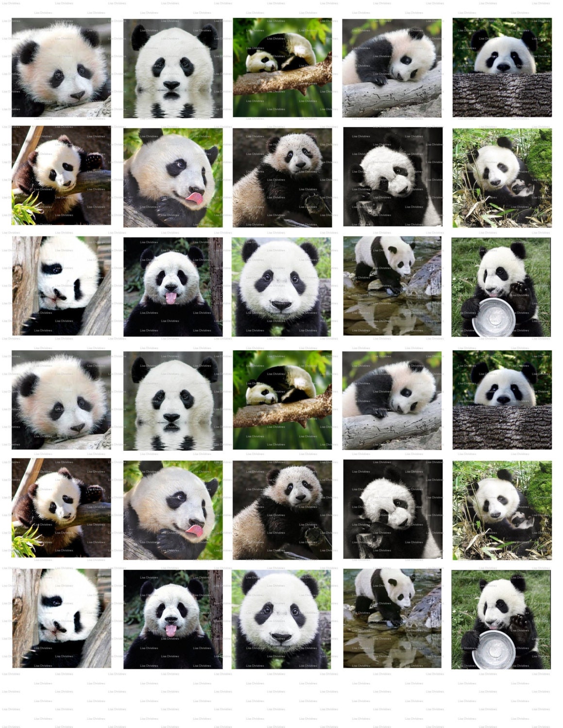 Panda Bears Digital Collage Instant Download 1 by LisaChristines