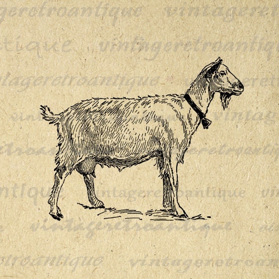 Goat Illustration – Vintage Retro Antique