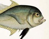 ThePrintedVintage on Etsy