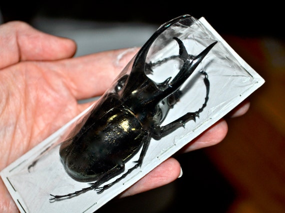 OVERSTOCK: Giant Scarab Beetles Chalcosoma atlas or by InsectArt