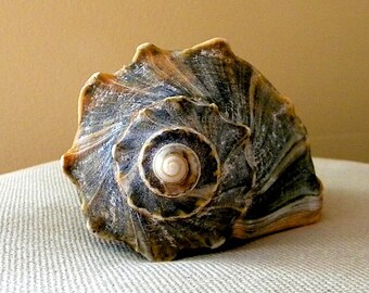 Popular items for whelk shell on Etsy