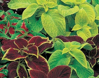 Unique coleus related items | Etsy