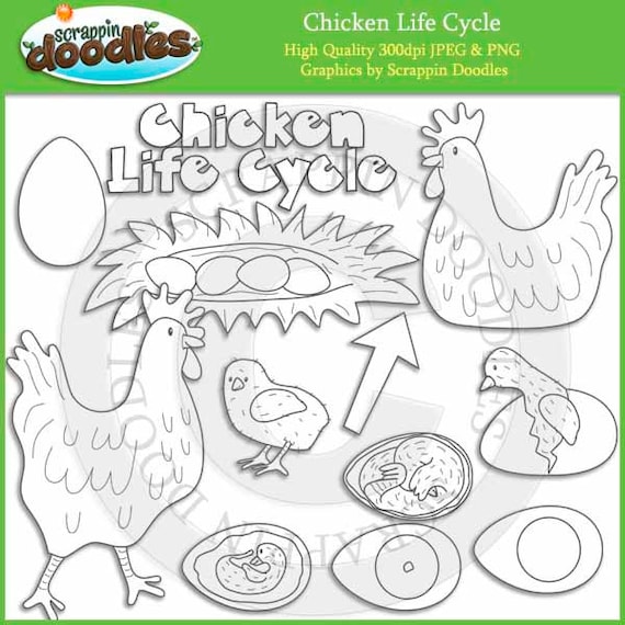 Chicken Life Cycle Line Art