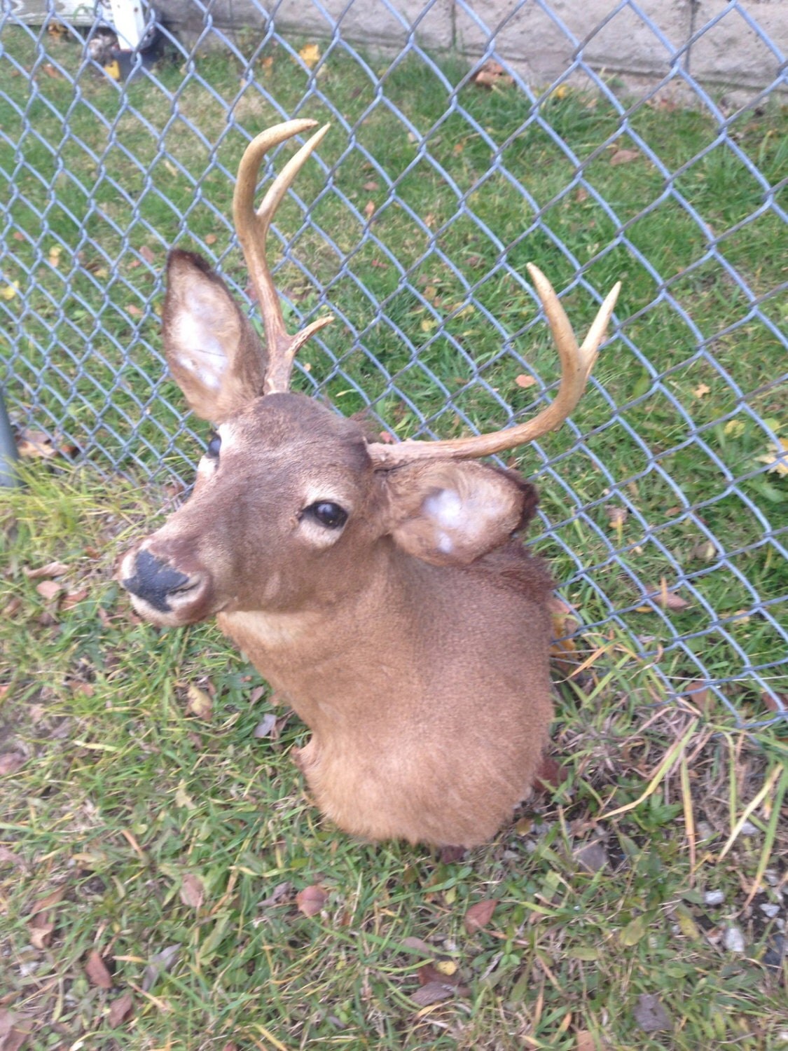 Items similar to 6 Point Deer Buck Whitetail Mount Hunt TAXIDERMY Mount ...