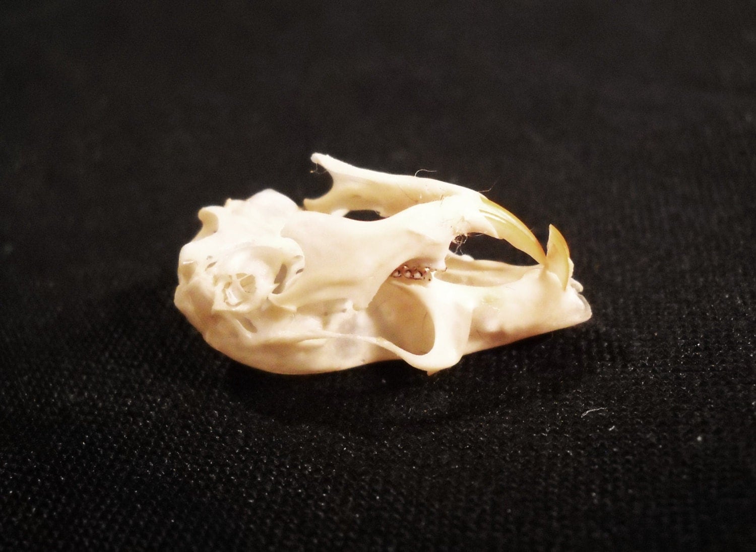 Deer Mouse Skull Real Bone Animal Skull Taxidermy Bones teeth