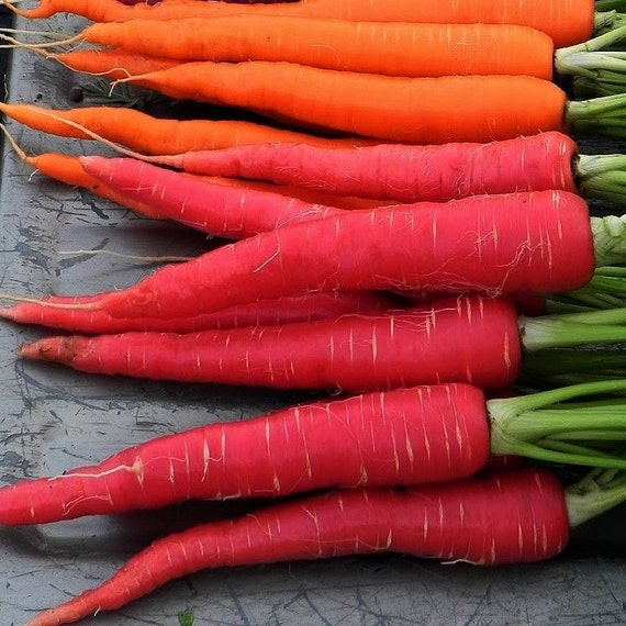 Kyoto Red Carrot Japanese heirloom 100 rare seeds non GMO