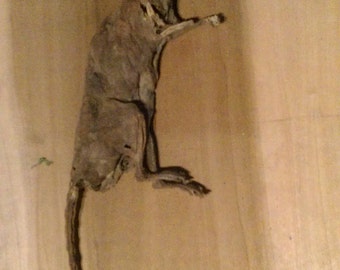 Popular items for mummified on Etsy