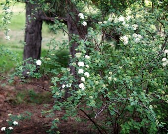 Lantana flowers | Etsy